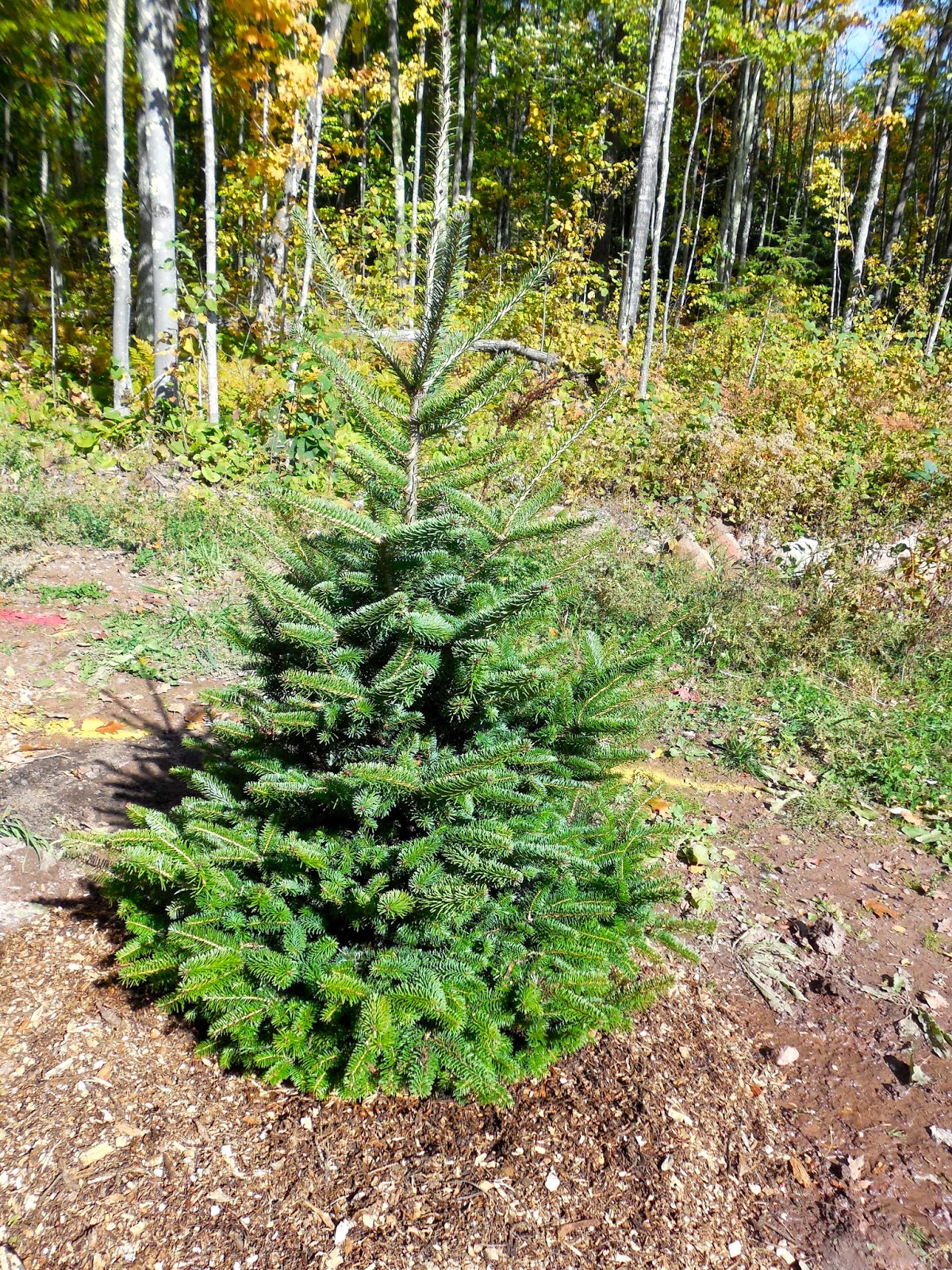 Art's Bayfield Almanac: HOW TO PLANT BALLED AND BURLAPPED EVERGREENS