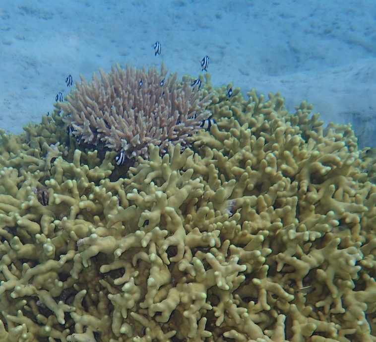 Tonga’s Hunga Lagoon: Snokeling Discoveries & Misadventures | Galley ...