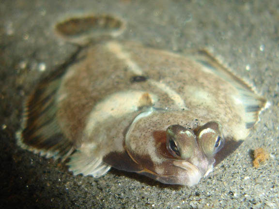 Ikan Sebelah / flatfish | INSPIRATOR