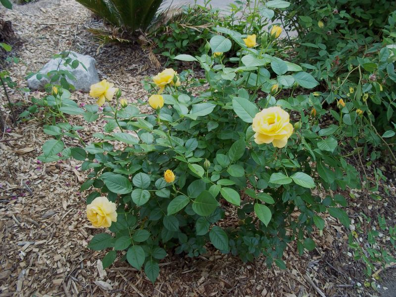 Davy's Louisiana Gardening Blog: This Rose is Cooking!