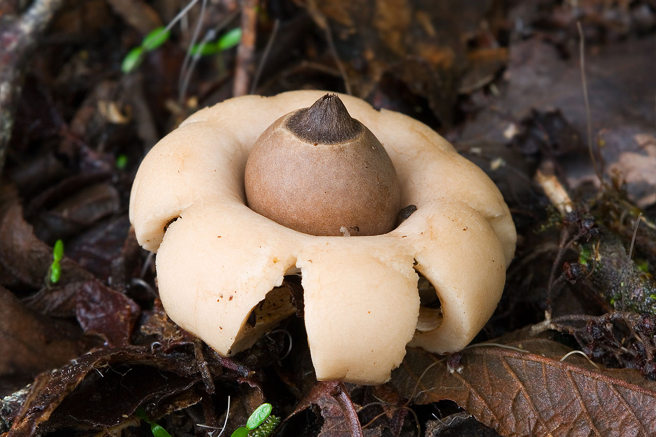 Real Monstrosities: Earthstar