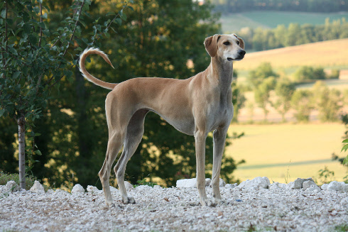 L'arche aux poils et aux plumes: Les races de lévriers