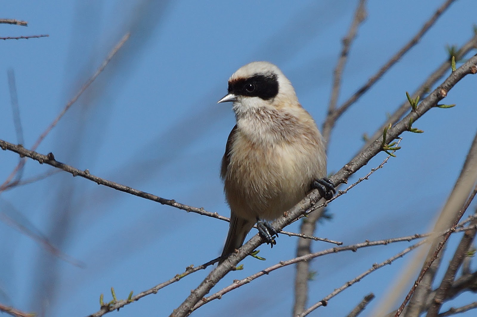 Pasión por las aves: Pájaro moscón.(Remiz pendulinus)