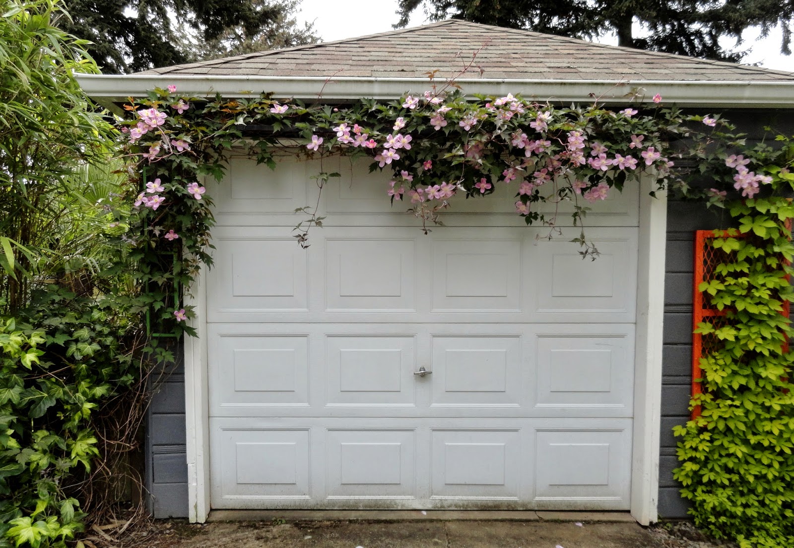 danger garden: April Bloomday, 2015