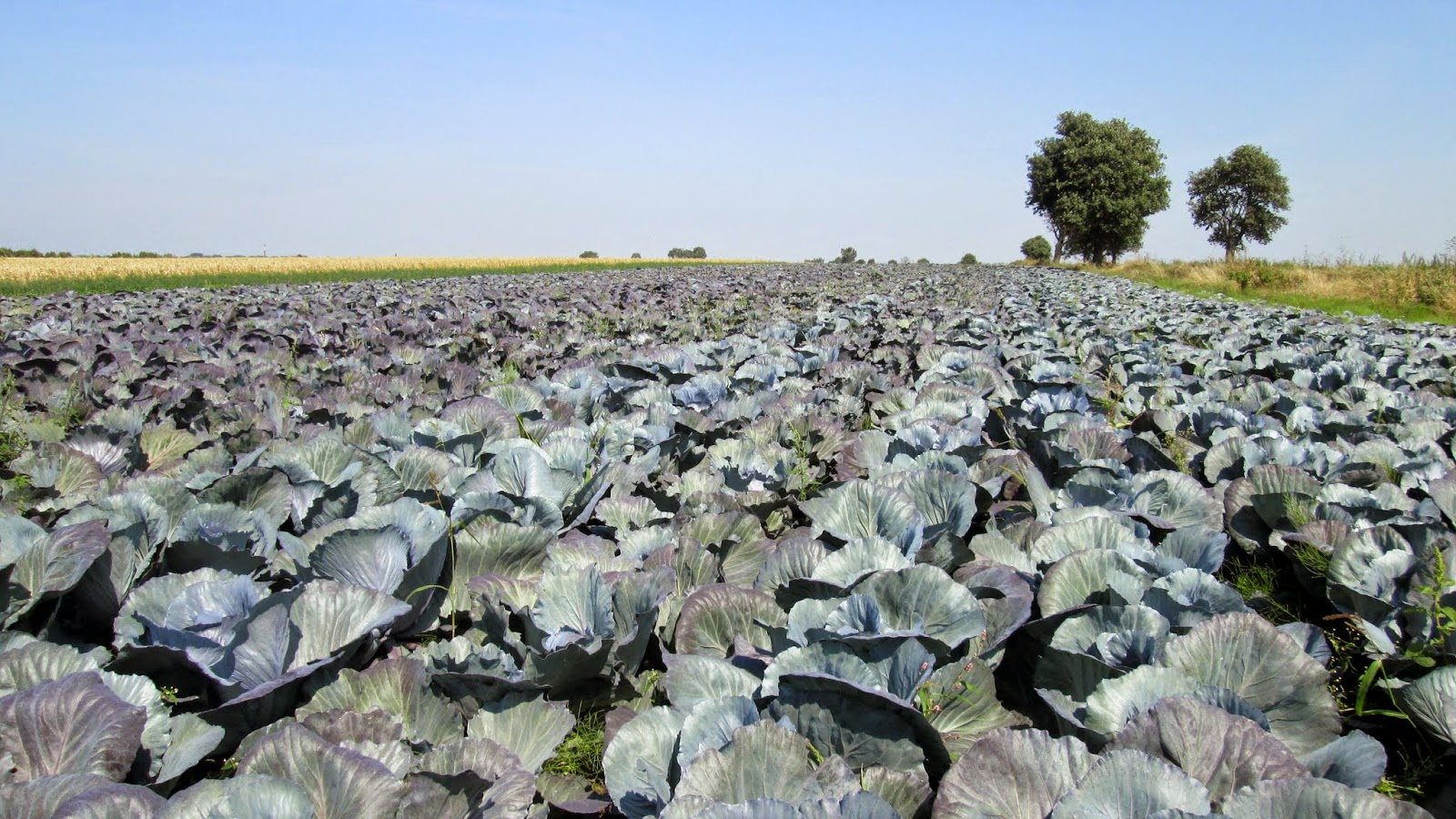 Mr SCOTT jedzie do... (-:: WYCIECZKA Nr 270 - Mazew i Daszyna