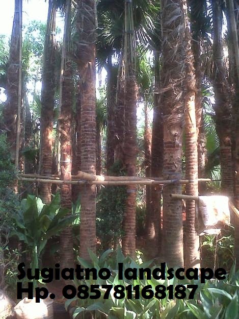 Palem sadeng kebo | Harga jual palm sadeng | Tukang taman | Grosir ...