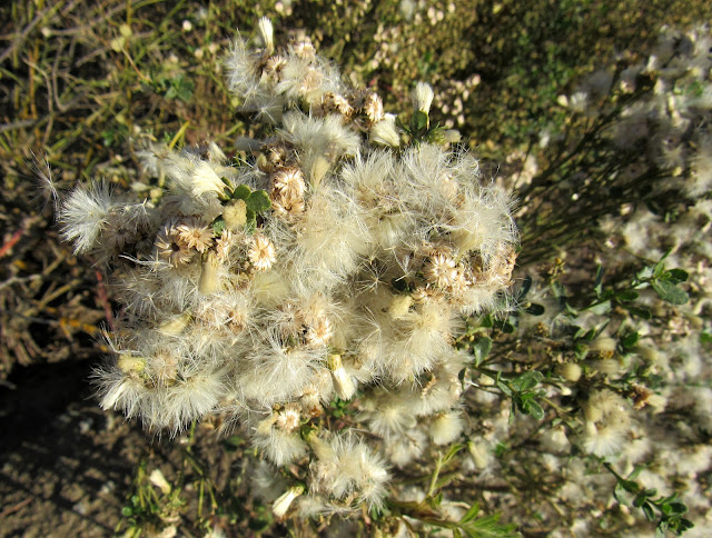Coyote Brush of California's Coastal Scrub and Chaparral