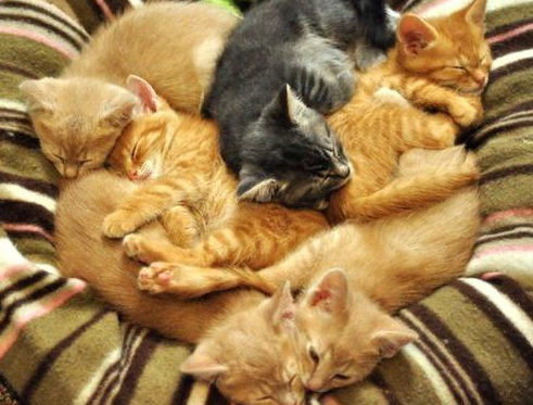 Kitten Cuddle Puddle... ~ PewPaw