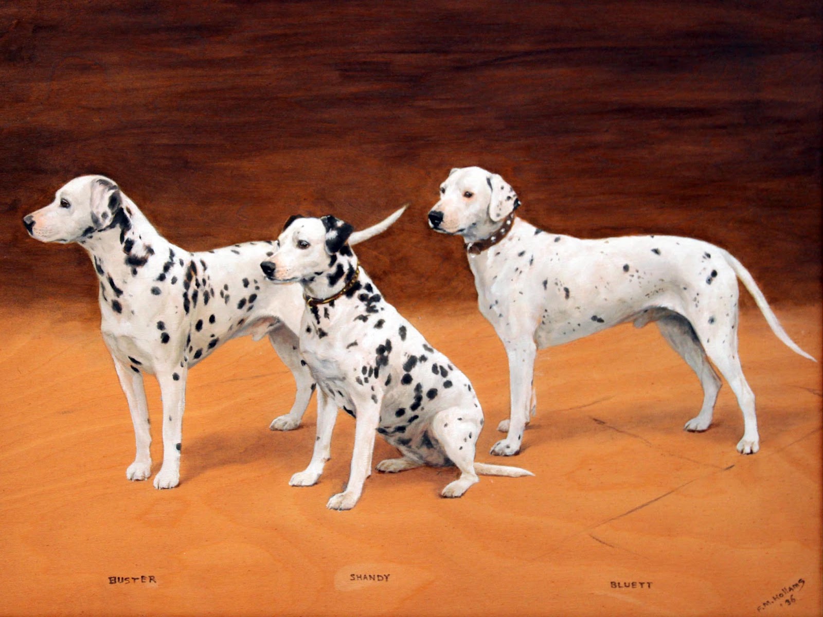 Dalmatian Wallpapers | Fun Animals Wiki, Videos, Pictures, Stories