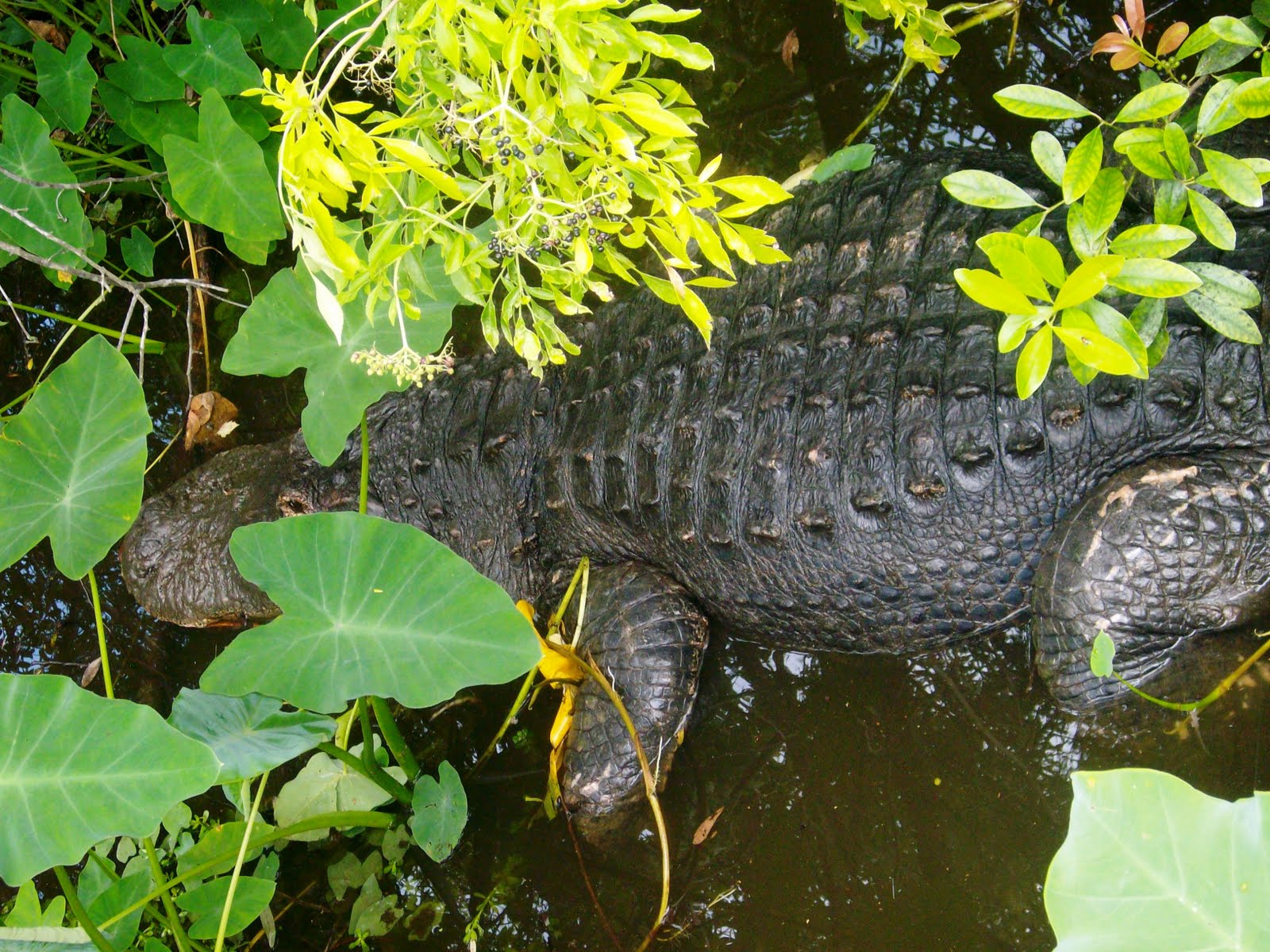 ZooZooReview: Gatorland Zoo