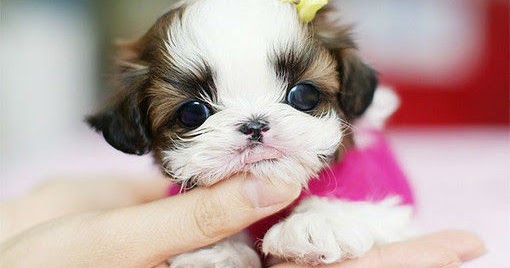 Como saber se o shih tzu é mini?