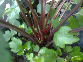 purwoceng jahe instan: manfaat tanaman purwoceng