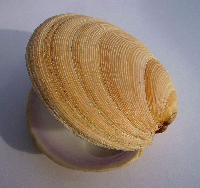 Variety of Life: Dosinia