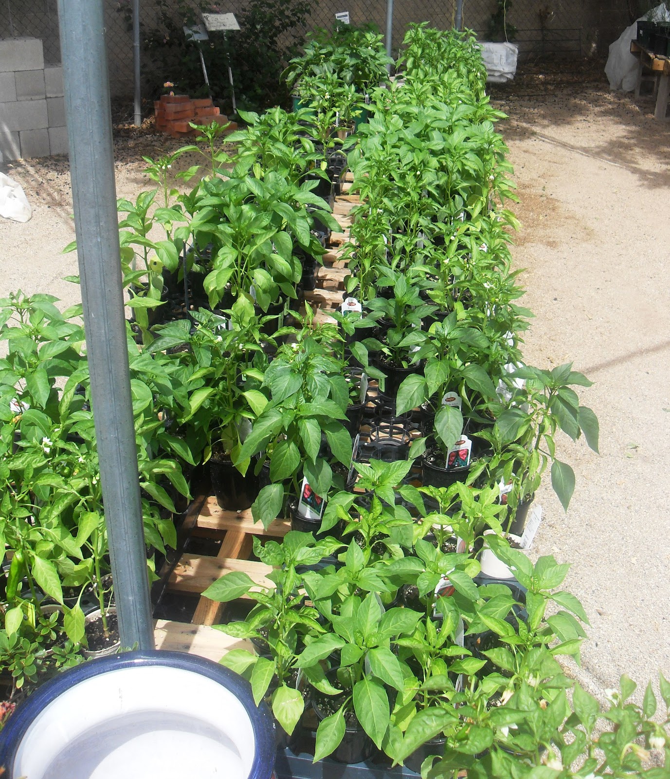 The Scientific Gardener: Magic Garden Nursery