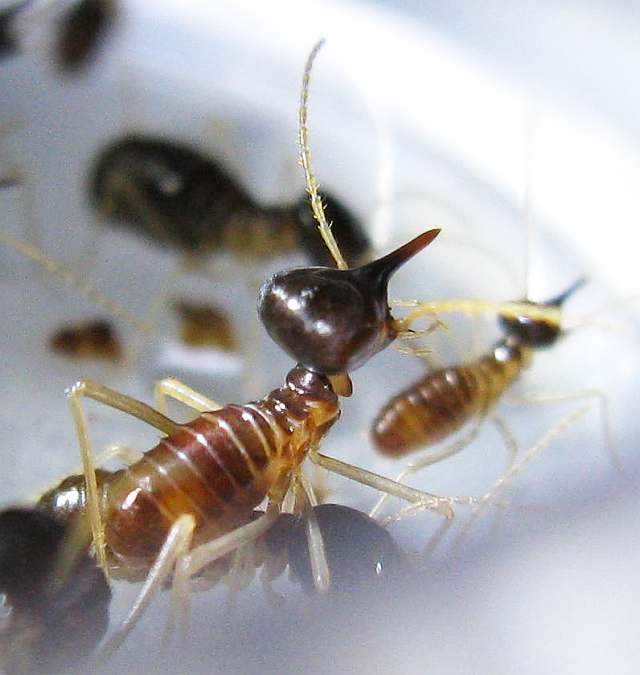 Photos and Info on Ants and Termites of Malaysia: Longipeditermes longipes
