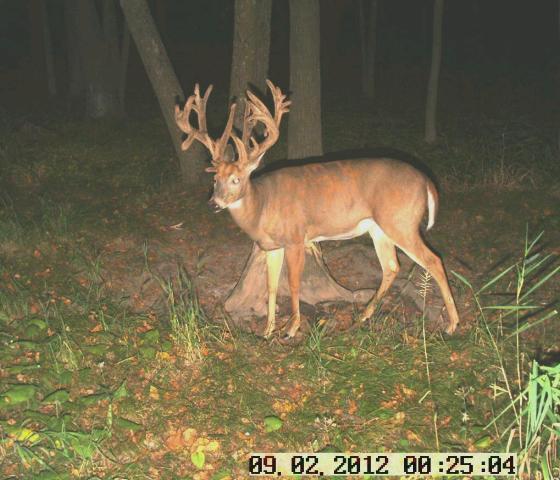 Bow Hunting: Biggest Bucks shot in 2012 Minnesota Rifle Season!