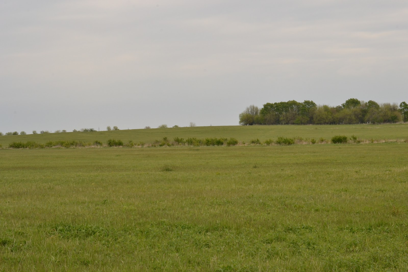 SallySearches: Midewin National Tallgrass Prairie