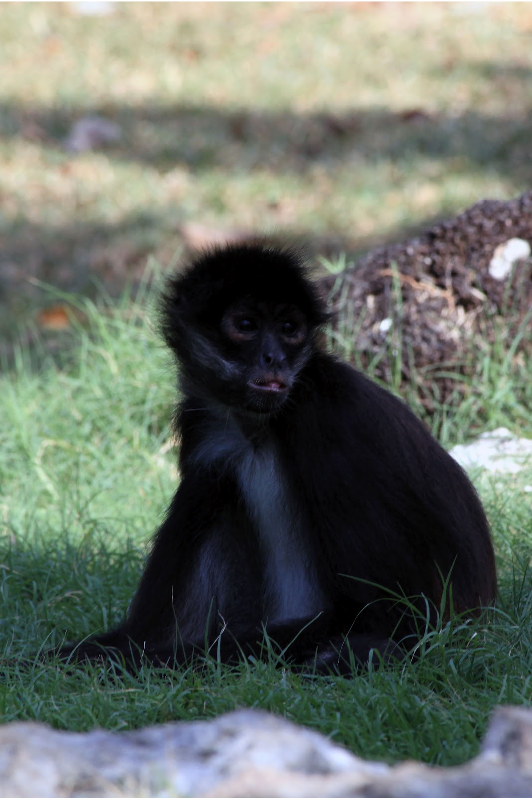 curving back: unfolding gangly