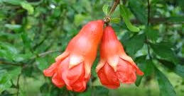 Herbal plants of Sri Lanka: Delum(Pomegranate )