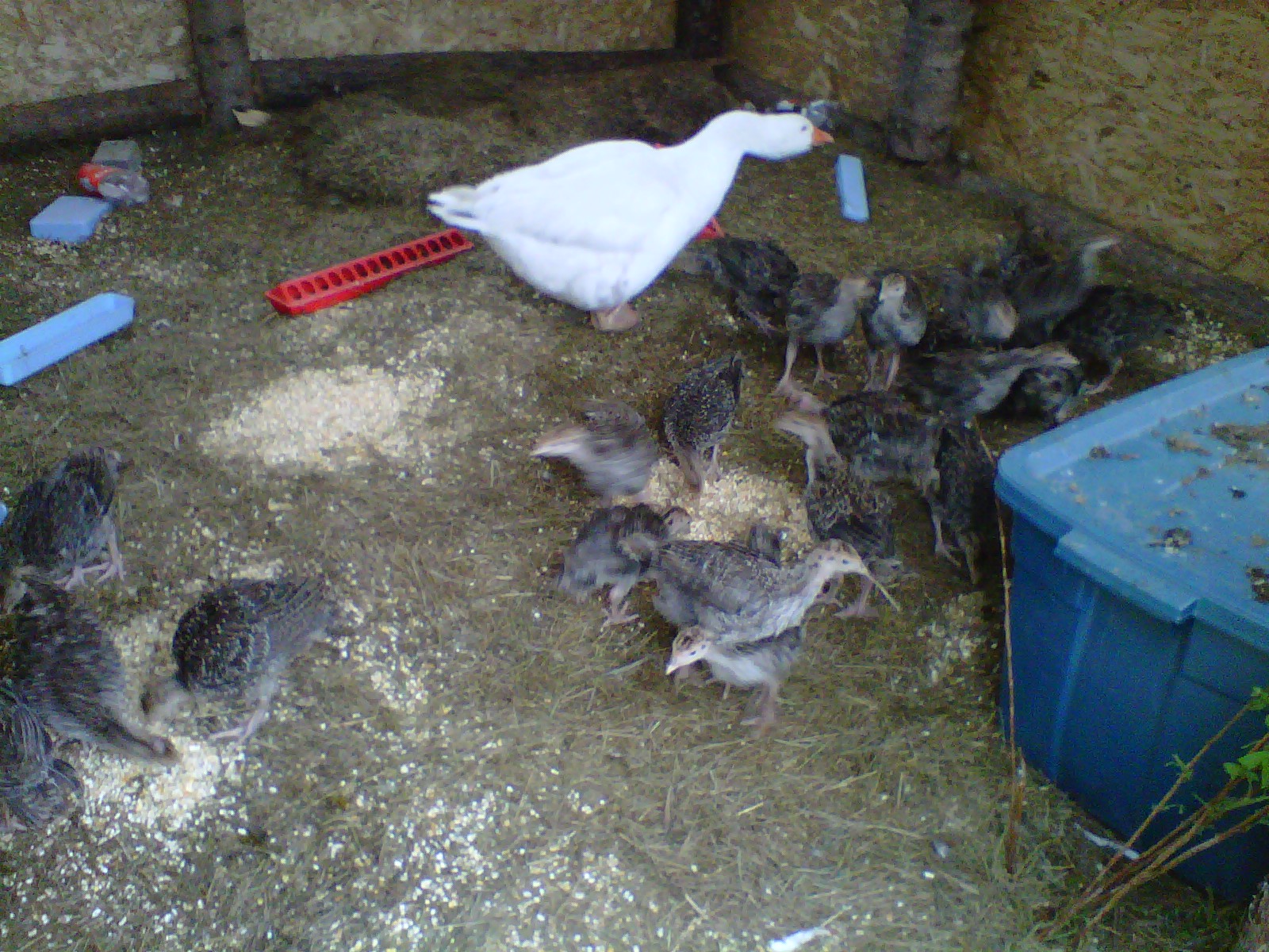 Little House in the Big Wood: The Turkey Pen