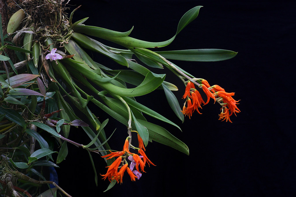Brassia aurantiaca care and culture | Travaldo's blog