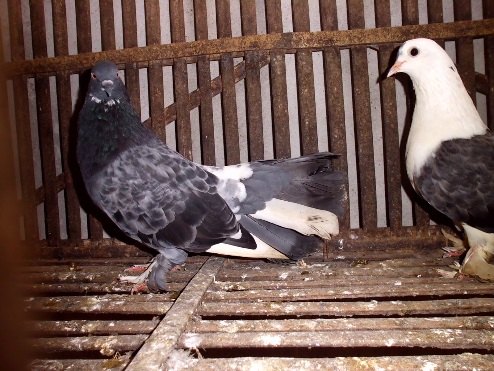Burung Merpati Hias Termahal Tips Dan Cara Menjinakan Burung Lovebird ...