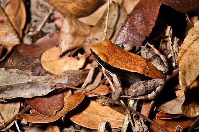 BELAJAR IPA” FILOSOFI INTERAKSI SERASAH DAUN DAN BONGKAHAN BATU ...