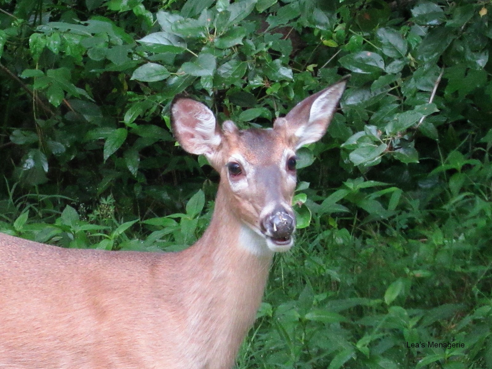 Lea's Menagerie: Deer and Killdeer (bird), June 11, 2016
