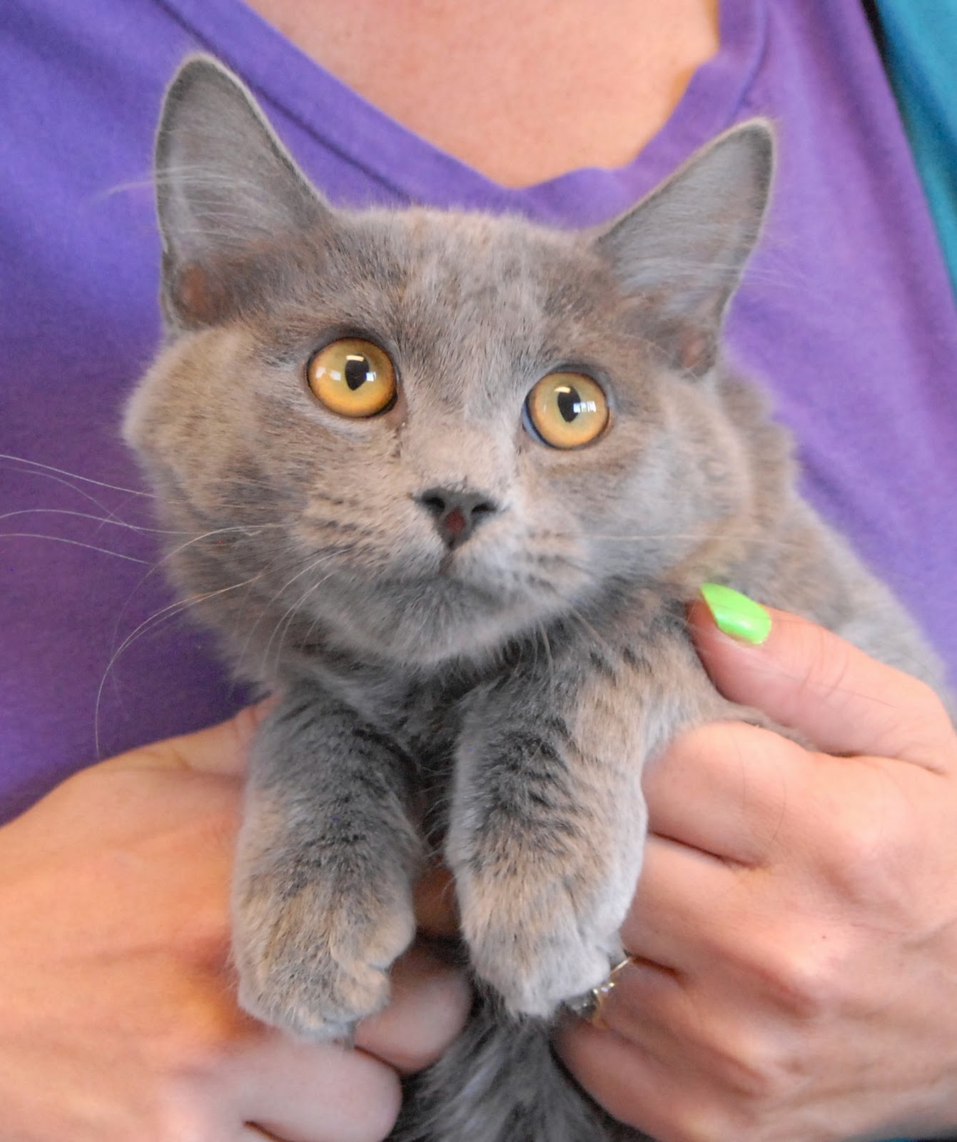 The Blue & Cream Kittens are now ready for adoption!
