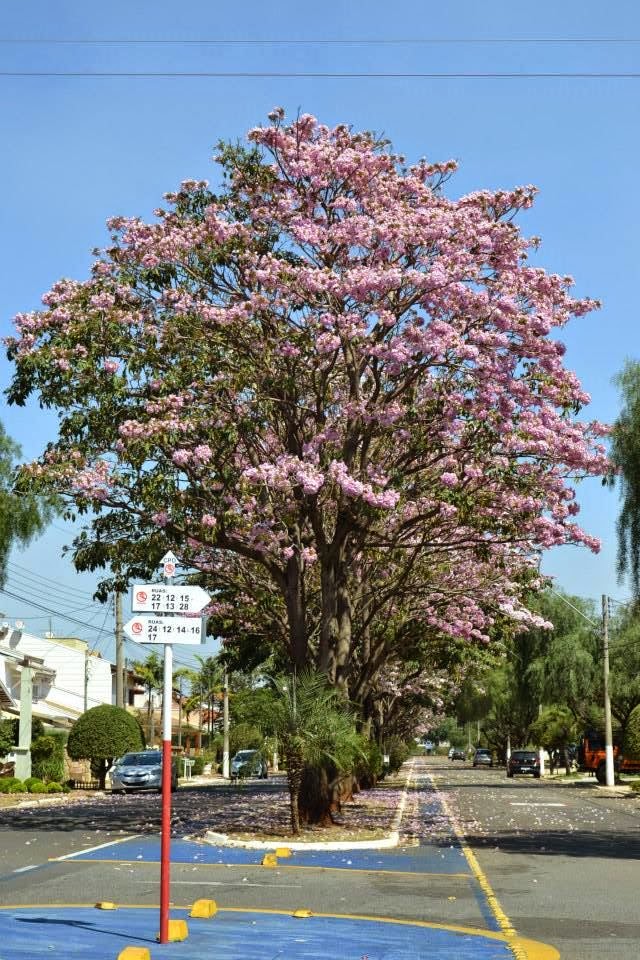 Flor de madeira: IPÊ ROSA