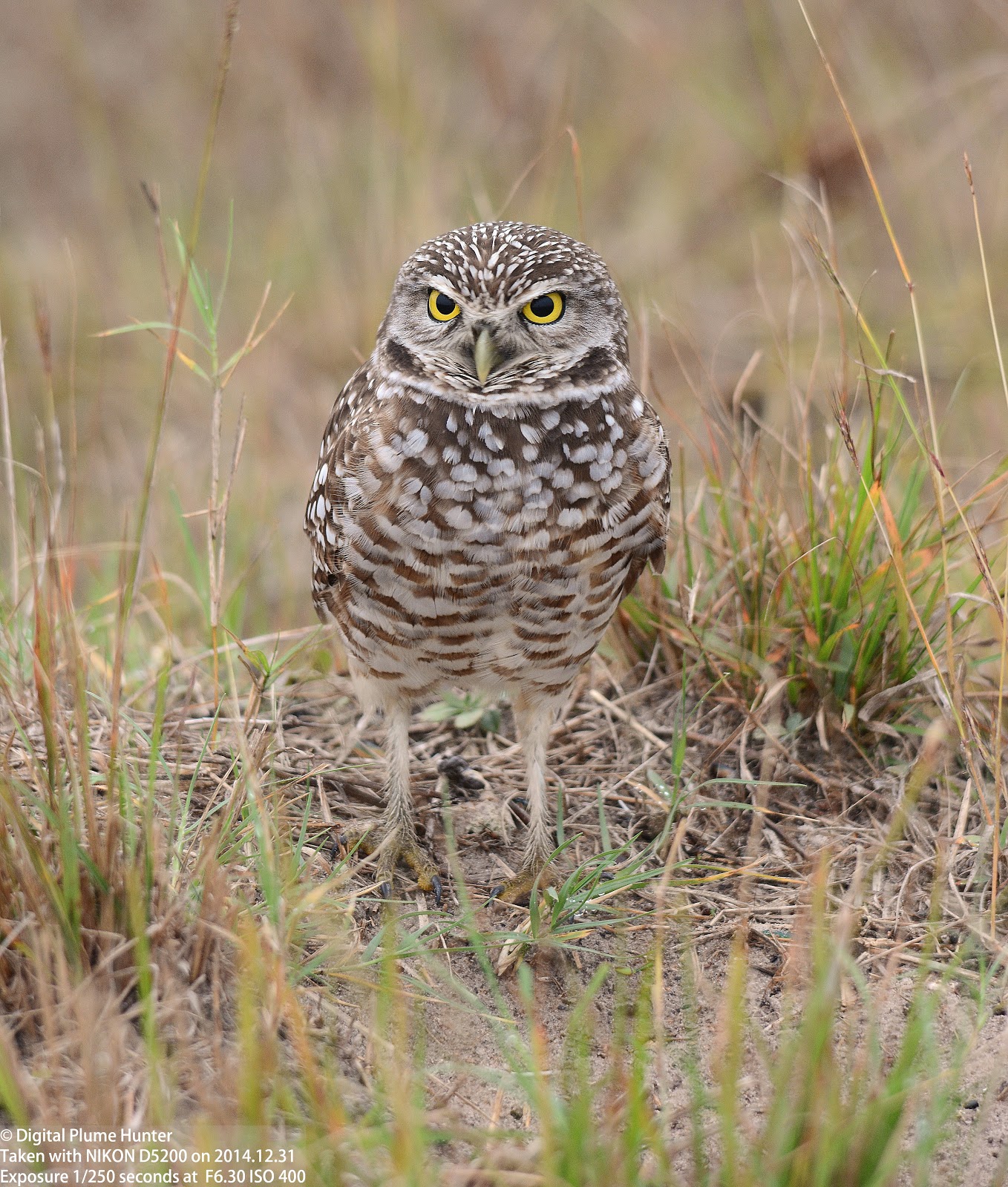 Hunting Digital Plumes in the US and Beyond: Raptor Roundup: Crested ...