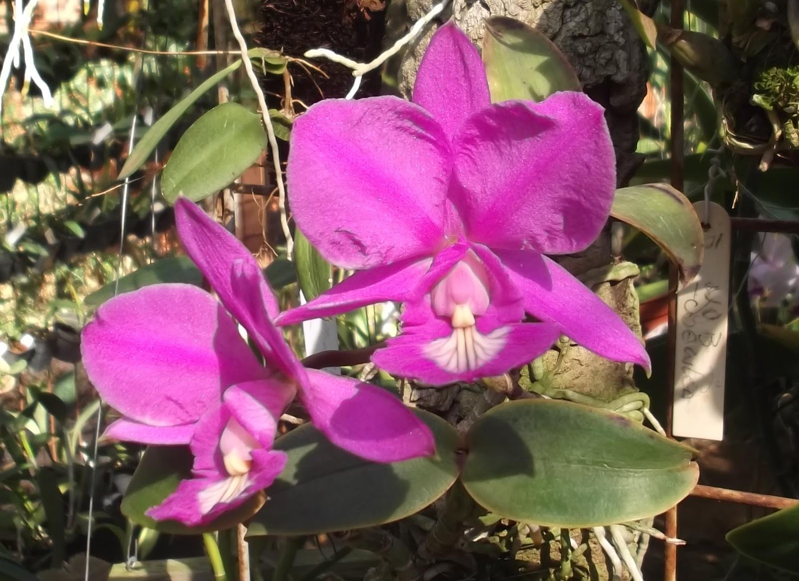 GALLERANI ORQUÍDEAS: Cattleya nobilior rubra