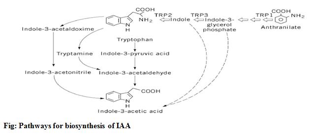 Plant Hormones: Auxin ~ Dhiraj's Blog