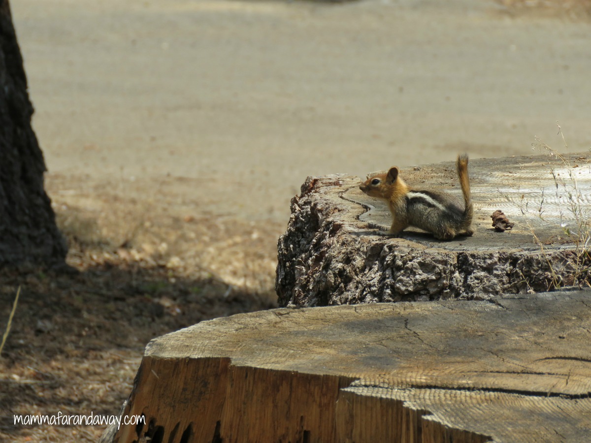 La California per noi | Mamma Far and Away