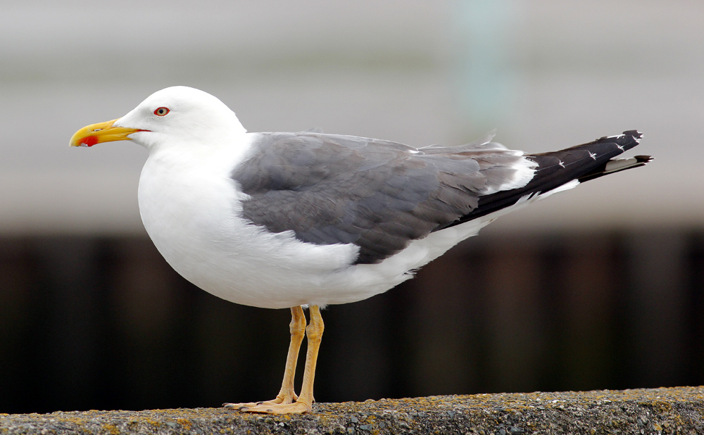 Another Bird Blog: No Seagulls Today