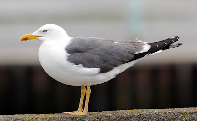 Another Bird Blog: No Seagulls Today