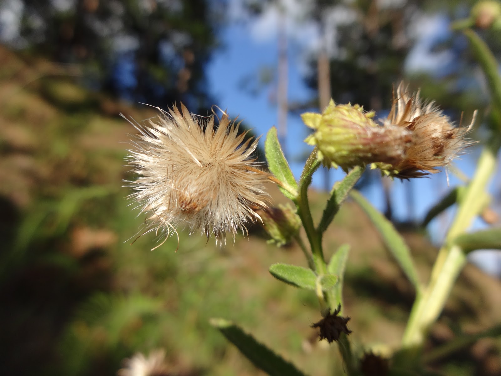 Herbs from Distant Lands: Laggera alata - Winged-Stem Laggera, Liu Leng ...