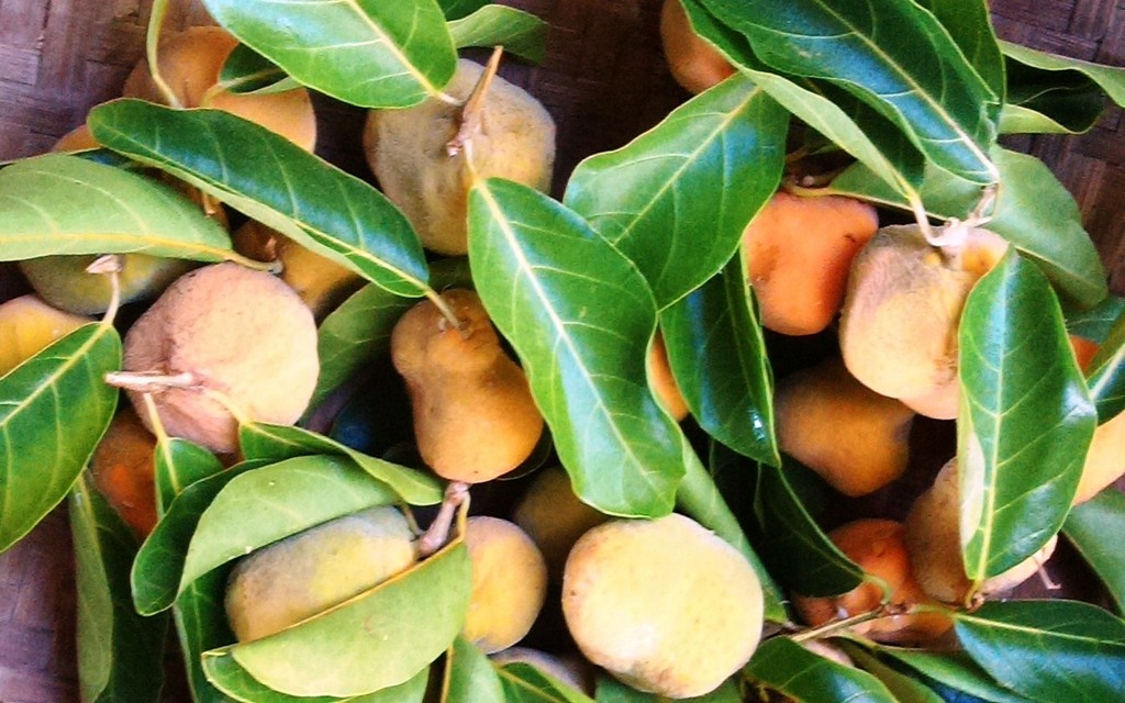 Trái chay rừng Quảng Ngã "hút hồn" có gì lạ - Trái cây Dũng mập