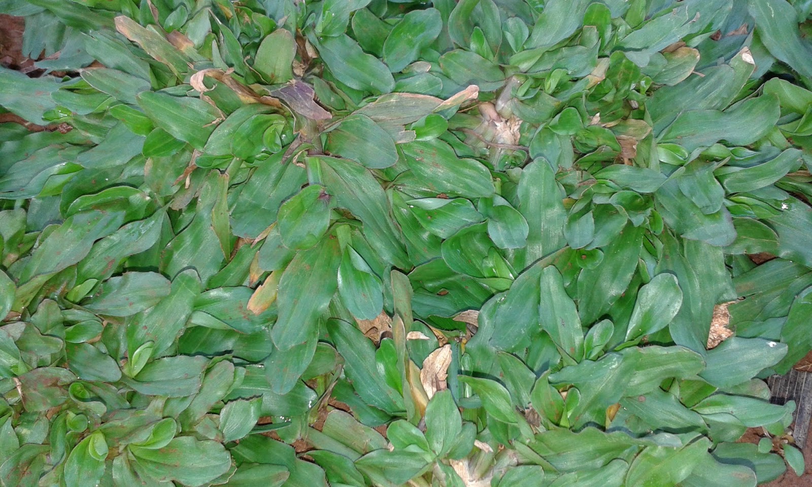 CARA MENAMAN RUMPUT GAJAH MINI | RUMPUT TAMAN | TUKANG TAMAN MINIMALIS