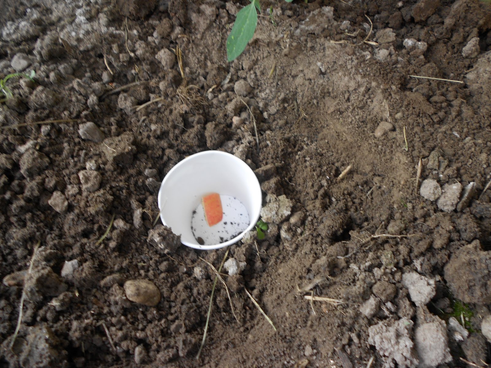 Almost Unschoolers: Kid Science - Paper Cup Pit Traps