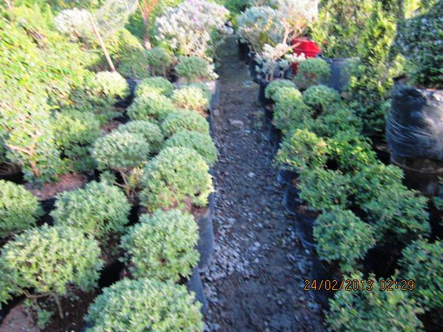 Ornamental Plants For Sale: Green Dust For Sale