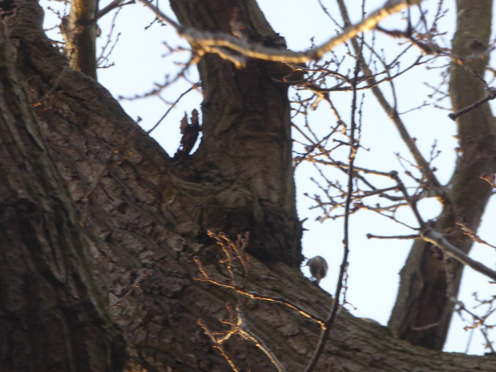 Wild and Wonderful: First Treecreeper Sighting of 2017