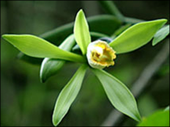 VANILIJA - ljekovitost neodoljivog mirisa