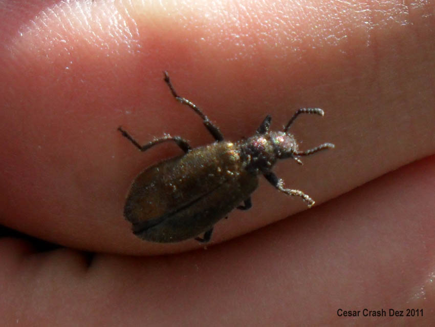 Insetologia - Identificação de insetos: Bicho Capixaba