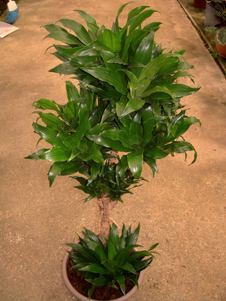 Viveros Vangarden: Dracena compacta