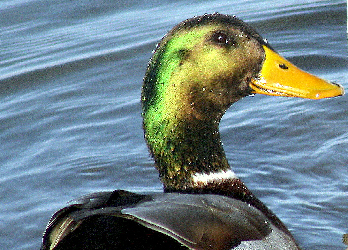 Shooting For A Smile: Duck Up Close