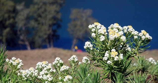 Contoh Flora Dan Fauna Secara Lengkap - SAUNG ILMU.COM