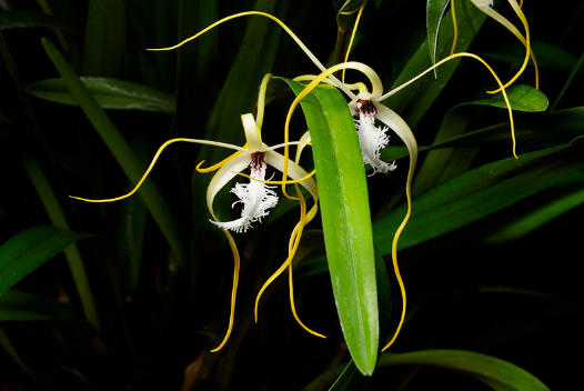 24 Bunga Anggrek Indonesia Yang Indah Dan Mendunia