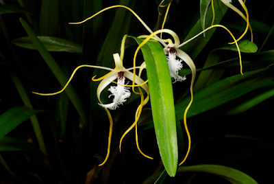 24 Bunga Anggrek Indonesia Yang Indah Dan Mendunia