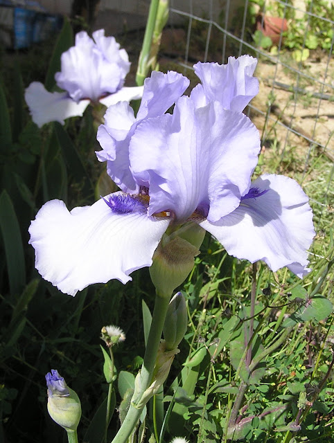 World of Irises: When all else fails, garden
